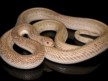 Miscellaneous Snakes